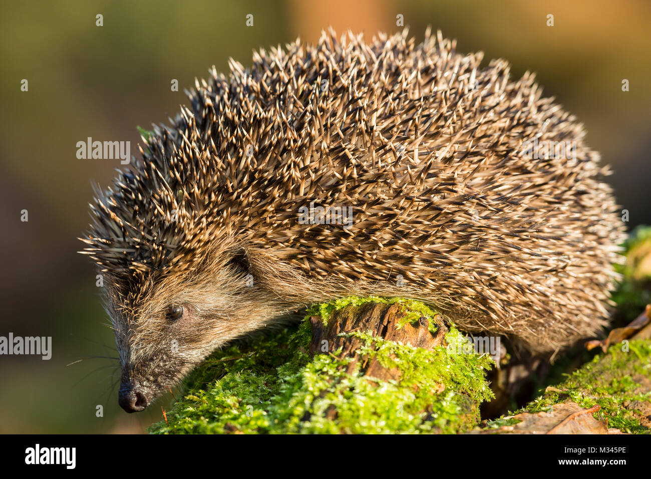 Native british fauna hi-res stock photography and images - Alamy
