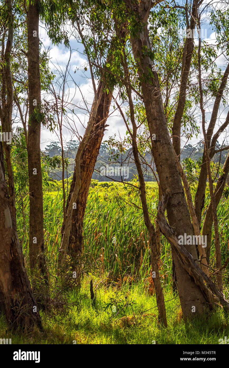Rural bushland hi-res stock photography and images - Alamy
