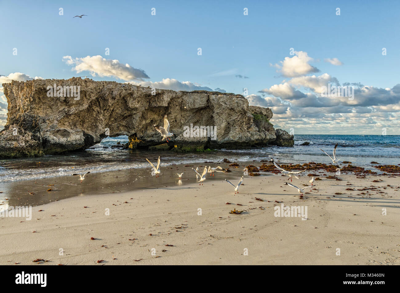 Birds on Two Rocks beach, Perth, Western Australia, Australia Stock ...