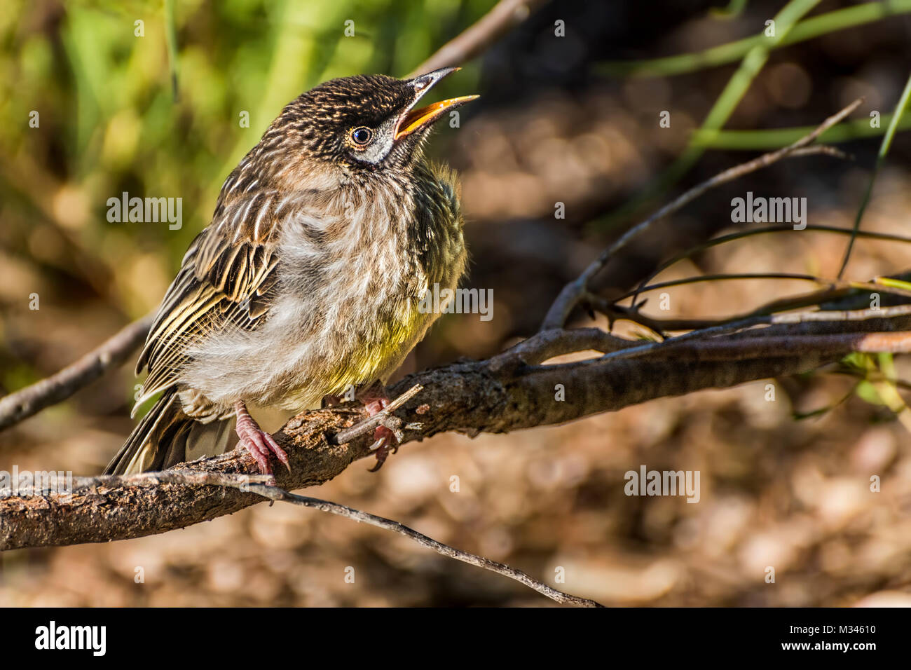 Western wattlebird hi-res stock photography and images - Alamy