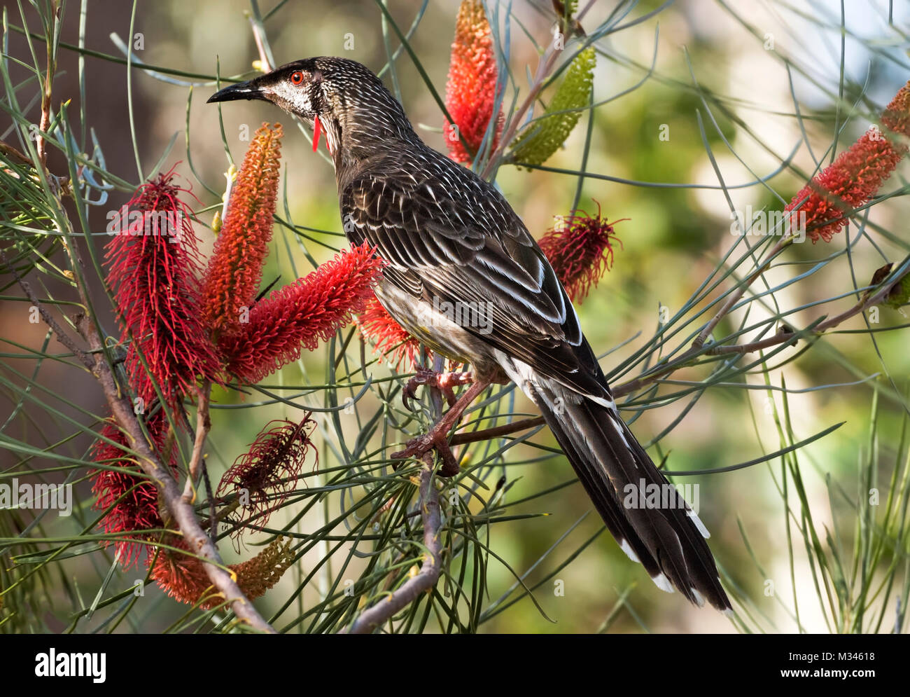 Red Wattlebird (Anthochaera carunculata) sitting in a spider flower ...