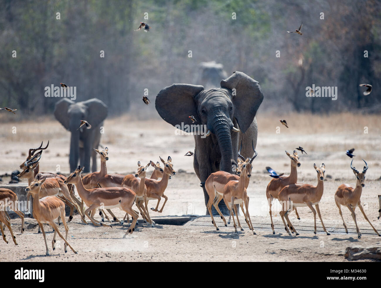 Flying impala hi-res stock photography and images - Alamy