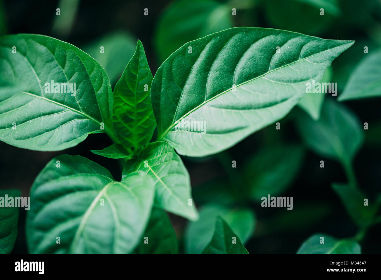 Green Sprout With Leaf, Leaves Growing. Spring Concept Of New Life ...