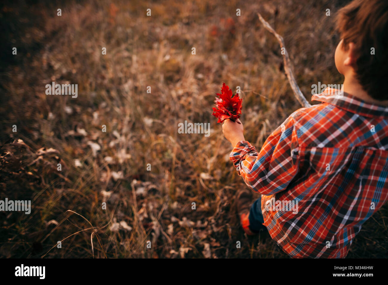 Boy collecting autumn leaves Stock Photo - Alamy