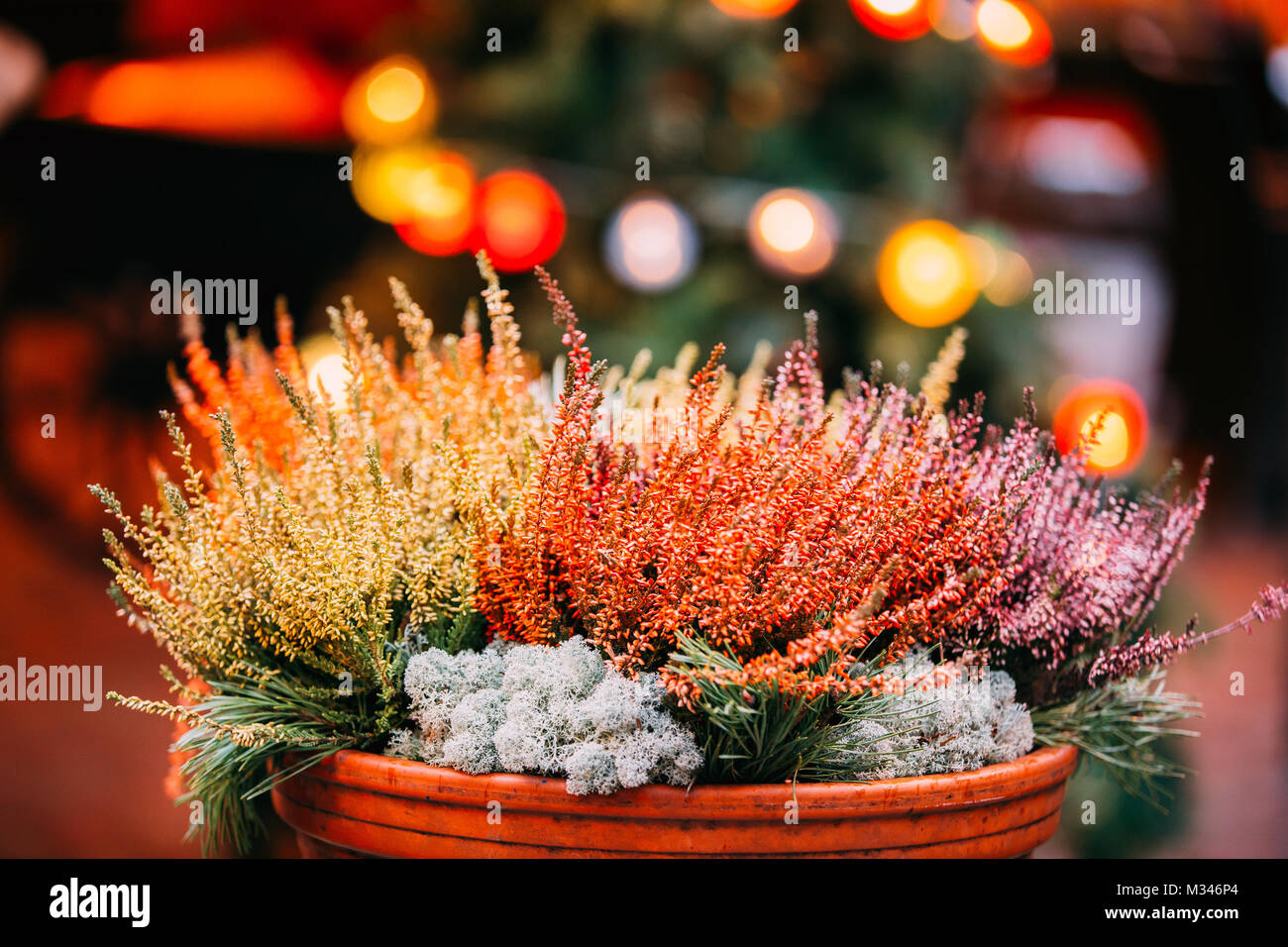 Bush Of Yellow And Red Colors Calluna Plants In Pots In Garden Stock ...