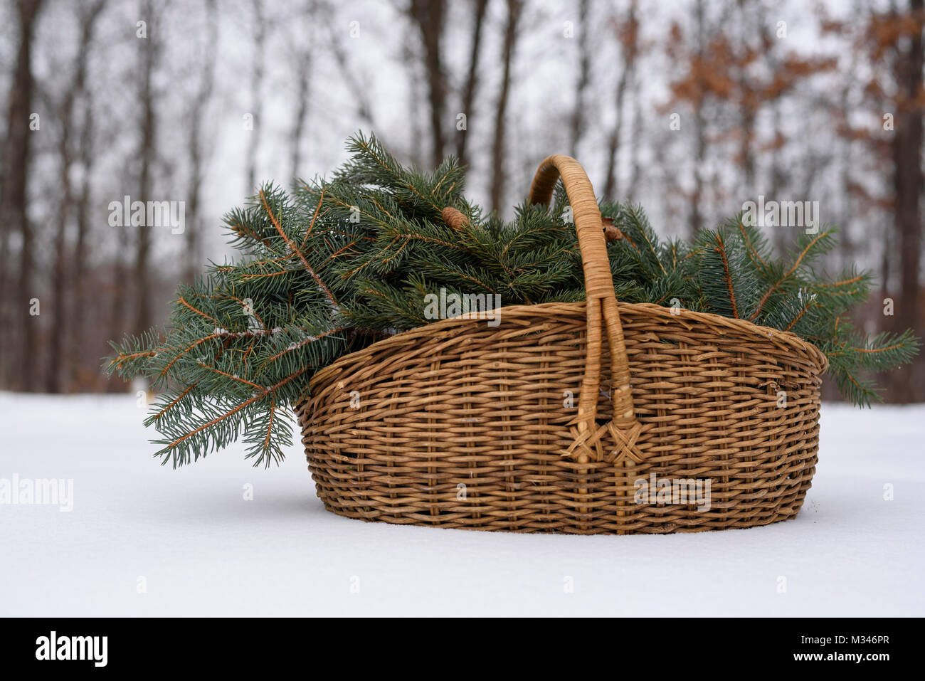 Snow filled branches hi-res stock photography and images - Alamy