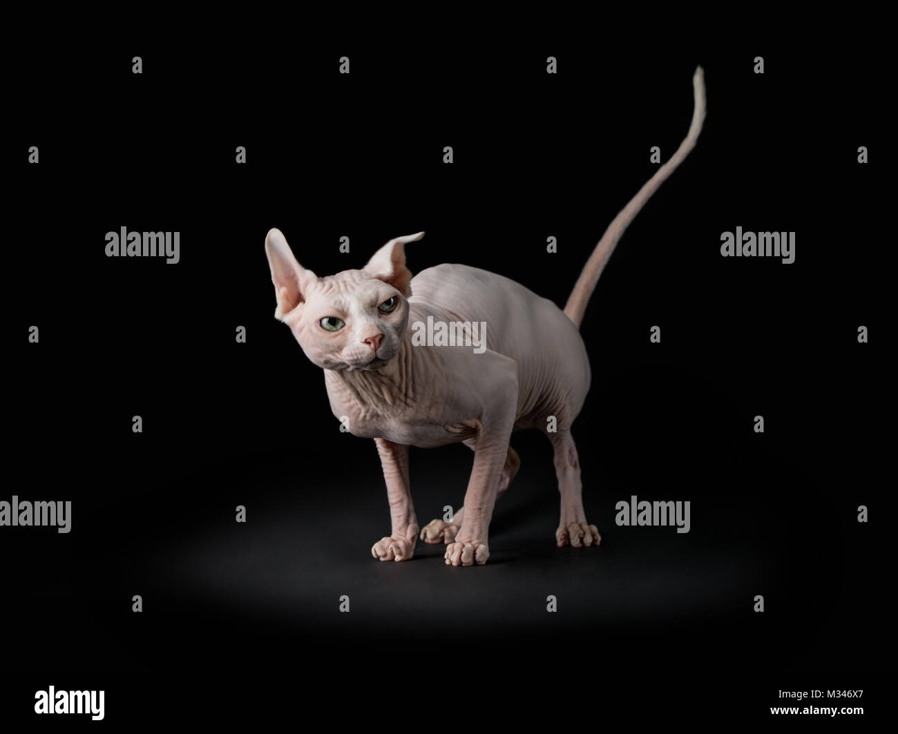 Portrait of a Sphynx cat Stock Photo - Alamy