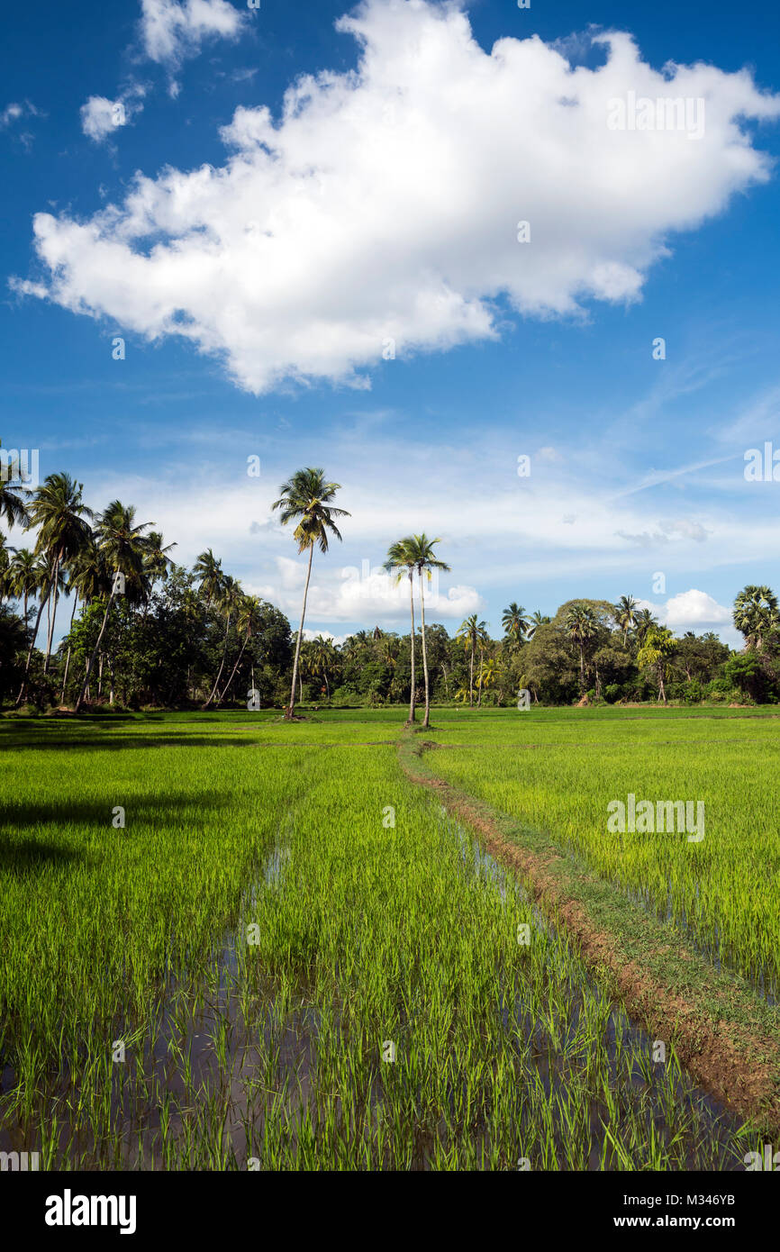 Palm trees in a paddy field, Anuradhapura, Sri Lanka Stock Photo - Alamy