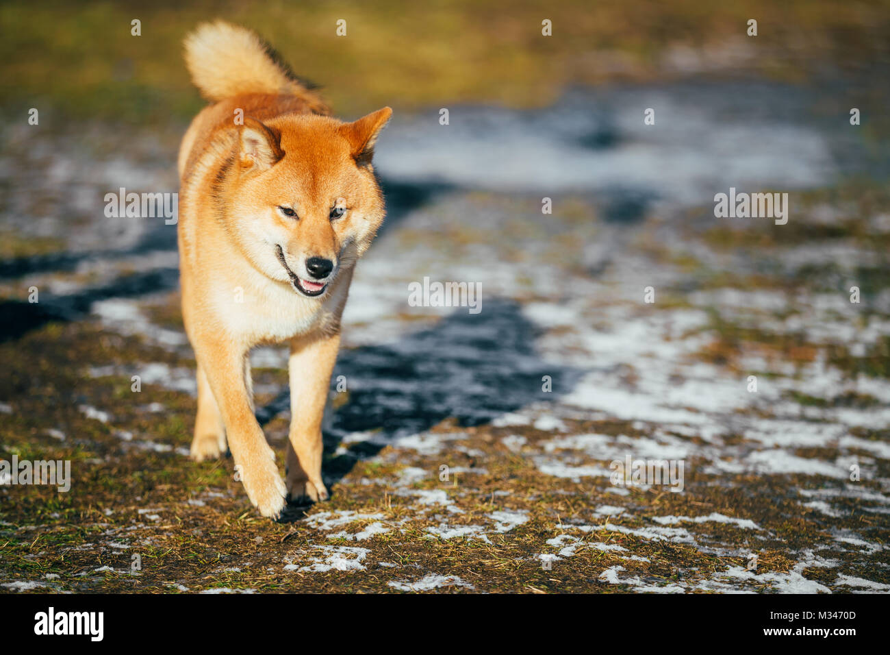 Young Red Shiba Inu Puppy Dog Staying Outdoor In Spring Stock Photo - Alamy