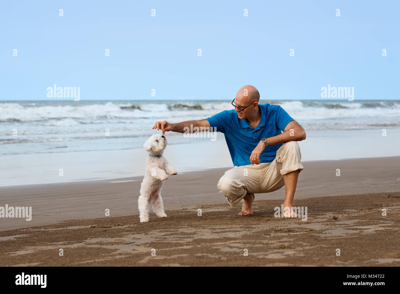 Owner playing with Maltese dog at the beach Stock Photo - Alamy