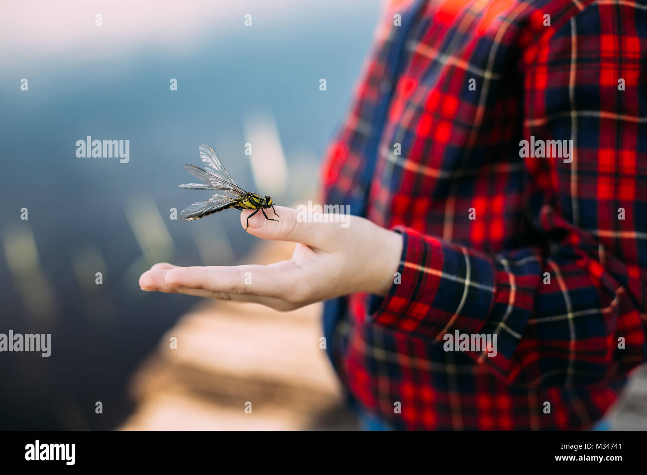 Dragonfly Sits On Hand Of Boy. Taking Care Of Nature Concept Stock ...