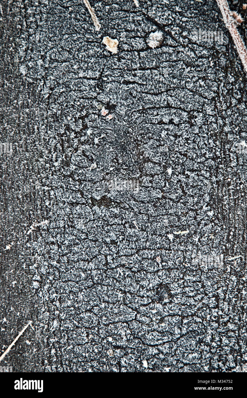 Ground frost, frozen ground, covered with frost. Macro, background ...