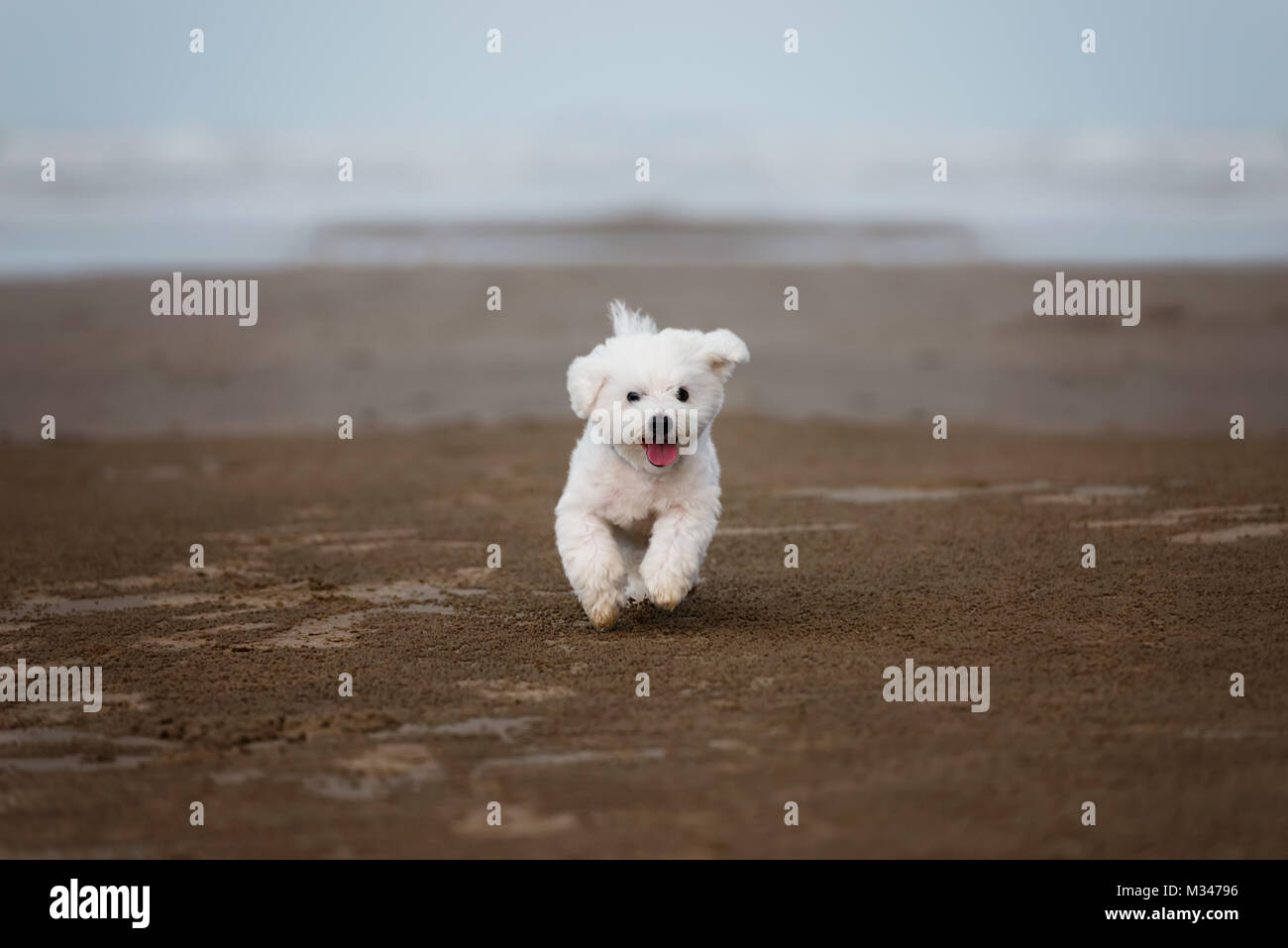 White Maltese dog running outdoors on the beach Stock Photo - Alamy
