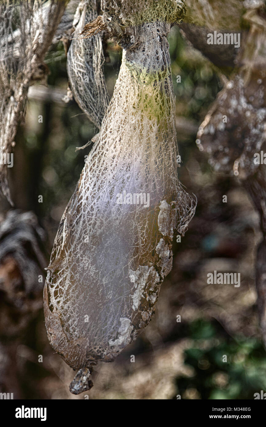 Skeletal plants hi-res stock photography and images - Alamy