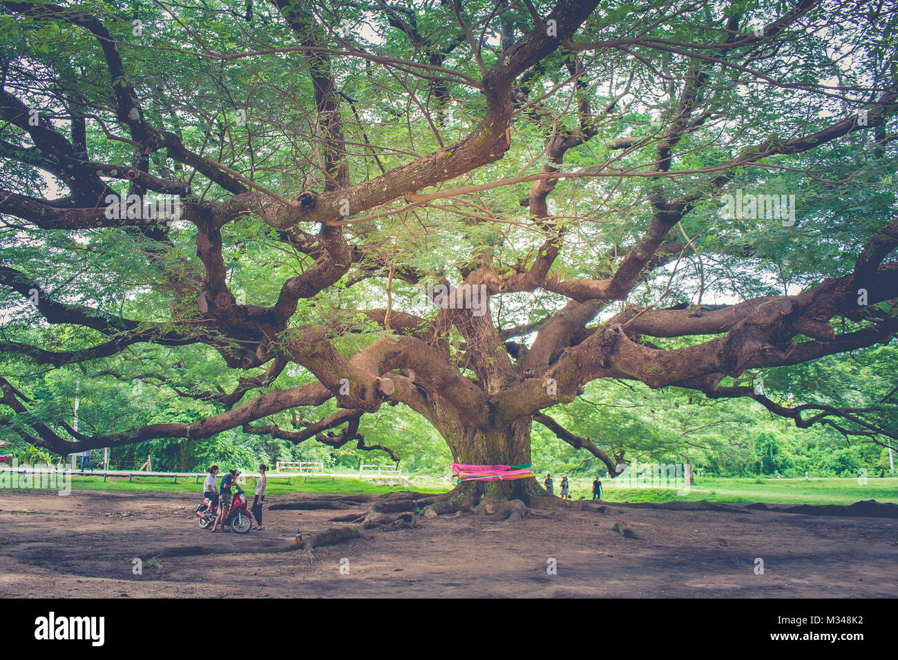 Giant tree or Jamjuree tree that landmark location of Kanjanaburi ...