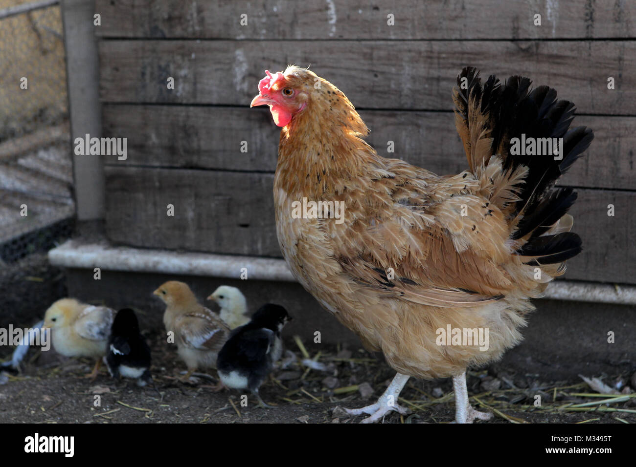 Mama Hen & Baby Chicks Stock Photo - Alamy