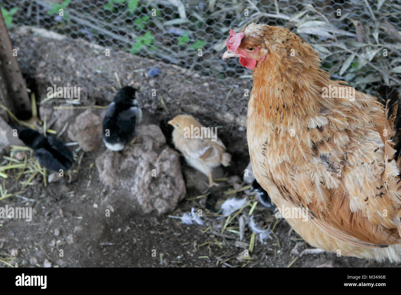 Mama Hen & Baby Chicks Stock Photo - Alamy