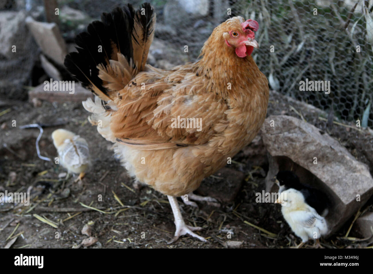 Mama Hen High Resolution Stock Photography and Images - Alamy
