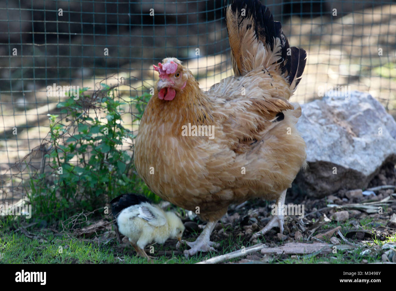 Mama Hen & Baby Chicks Stock Photo - Alamy