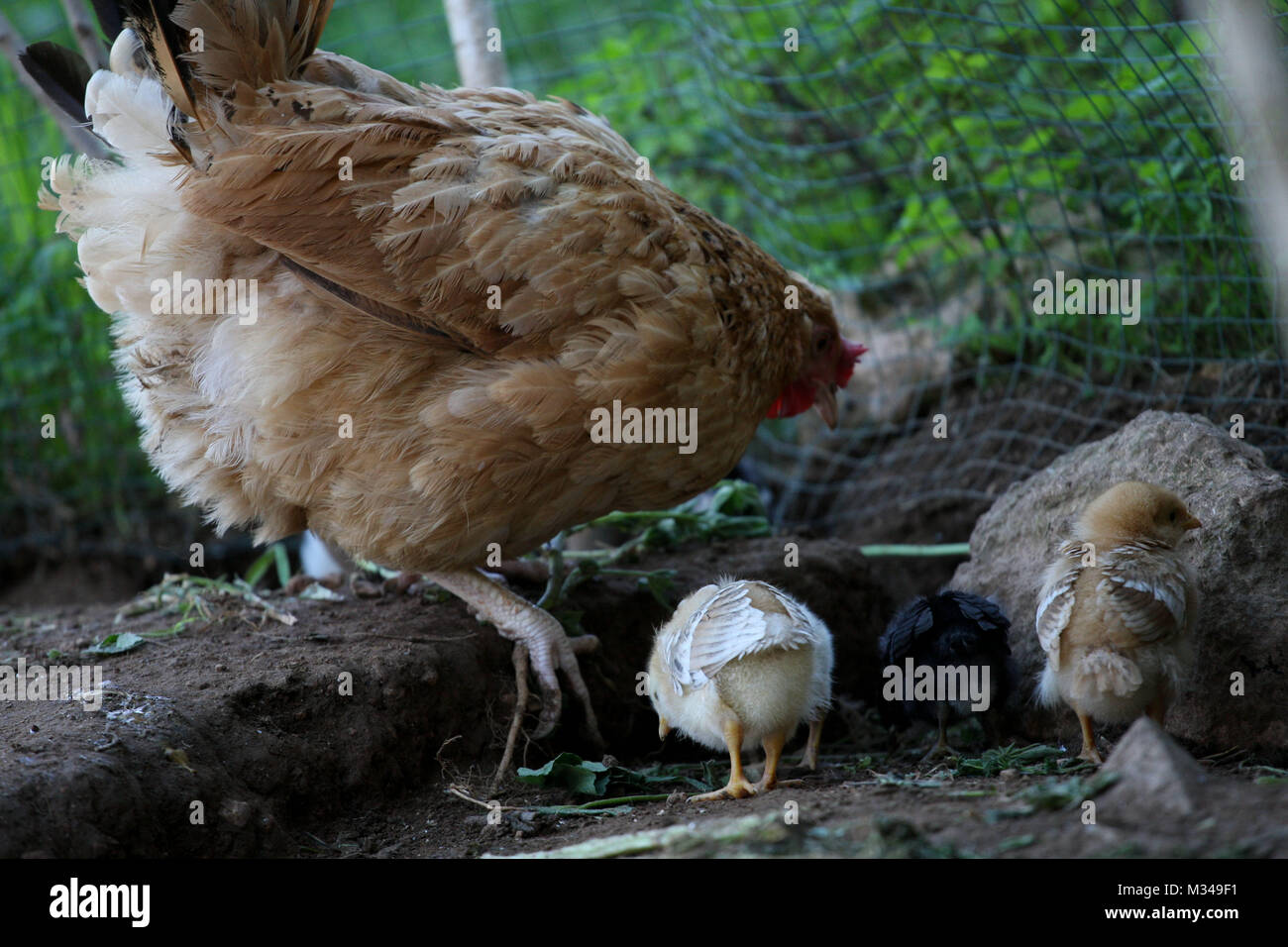 Mama hen hi-res stock photography and images - Alamy