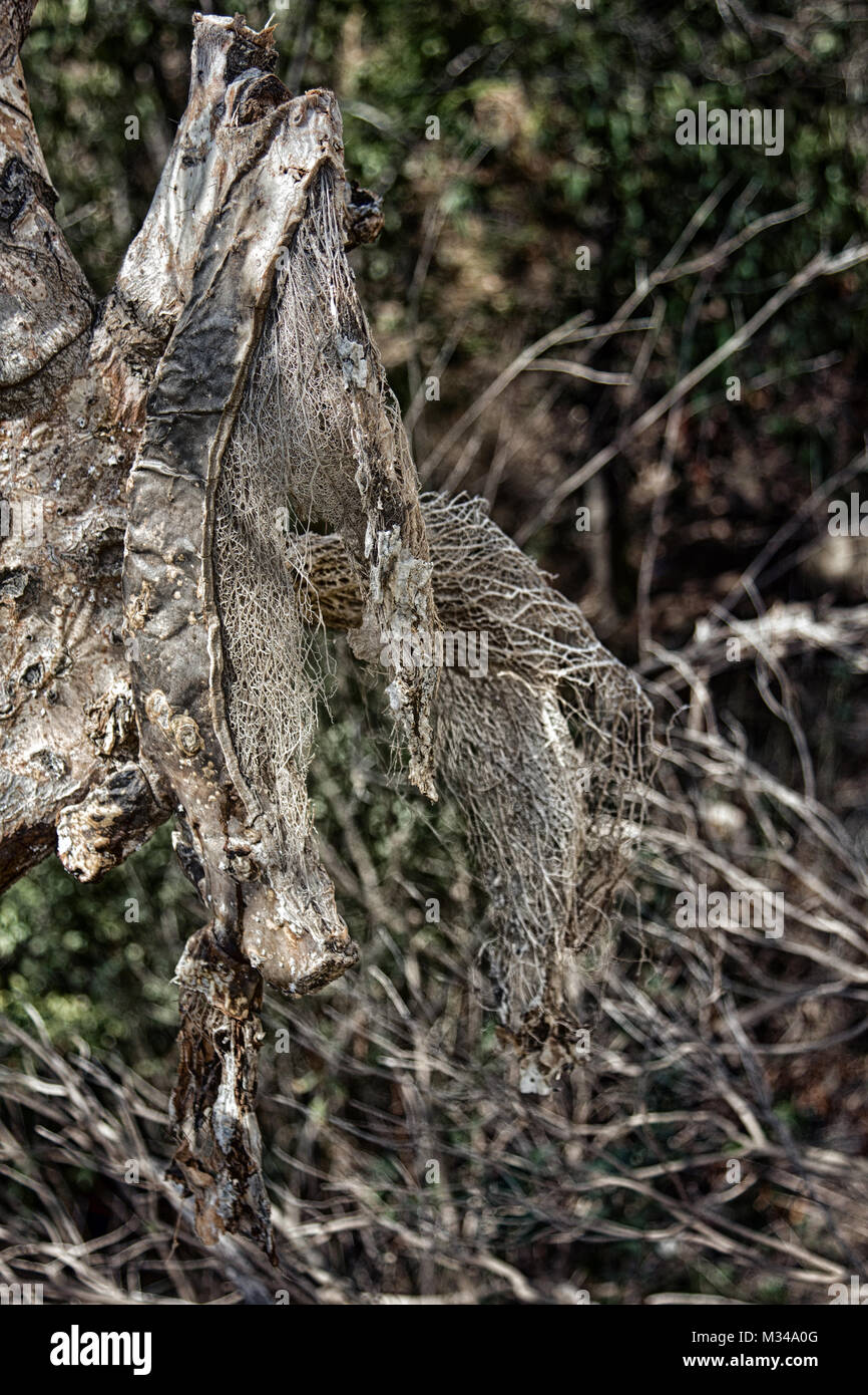 Dead prickly pear (cactus) unusual whimsical shapes, strange form ...