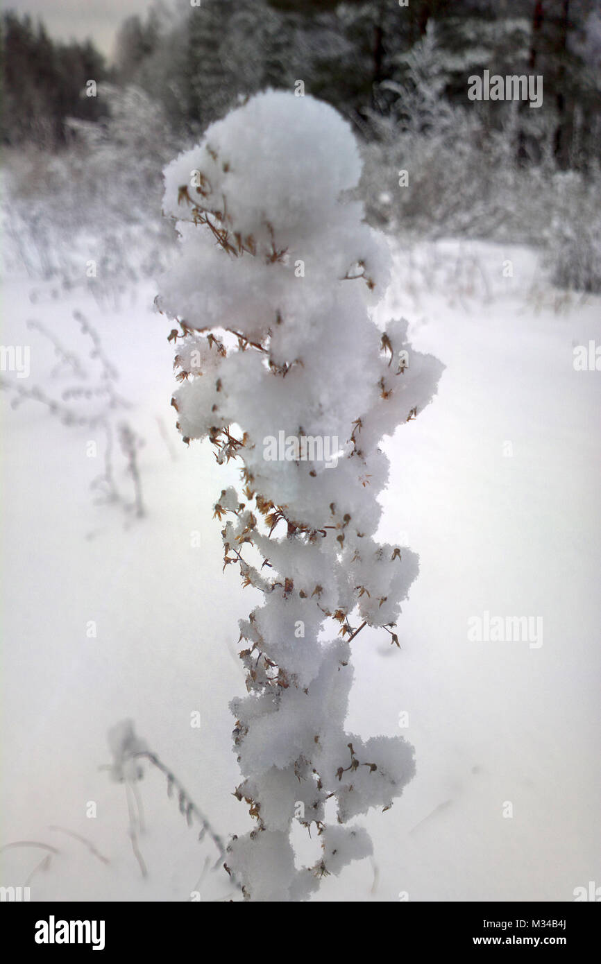 Plants in snow. simple beauty of nature in winter after a snowfall ...