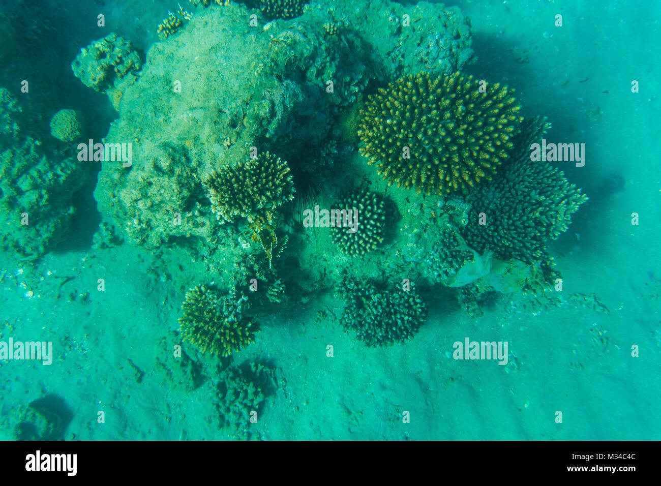 Scuba diving to the depths of the red sea hi-res stock photography and ...
