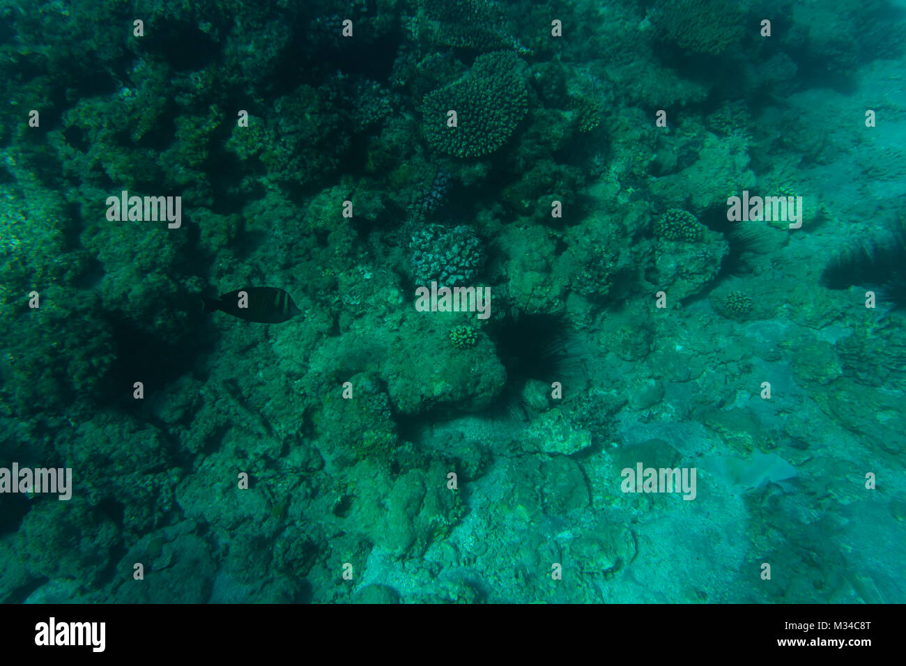 Beautiful seabed background, gorgeous sea bottom through transparent ...