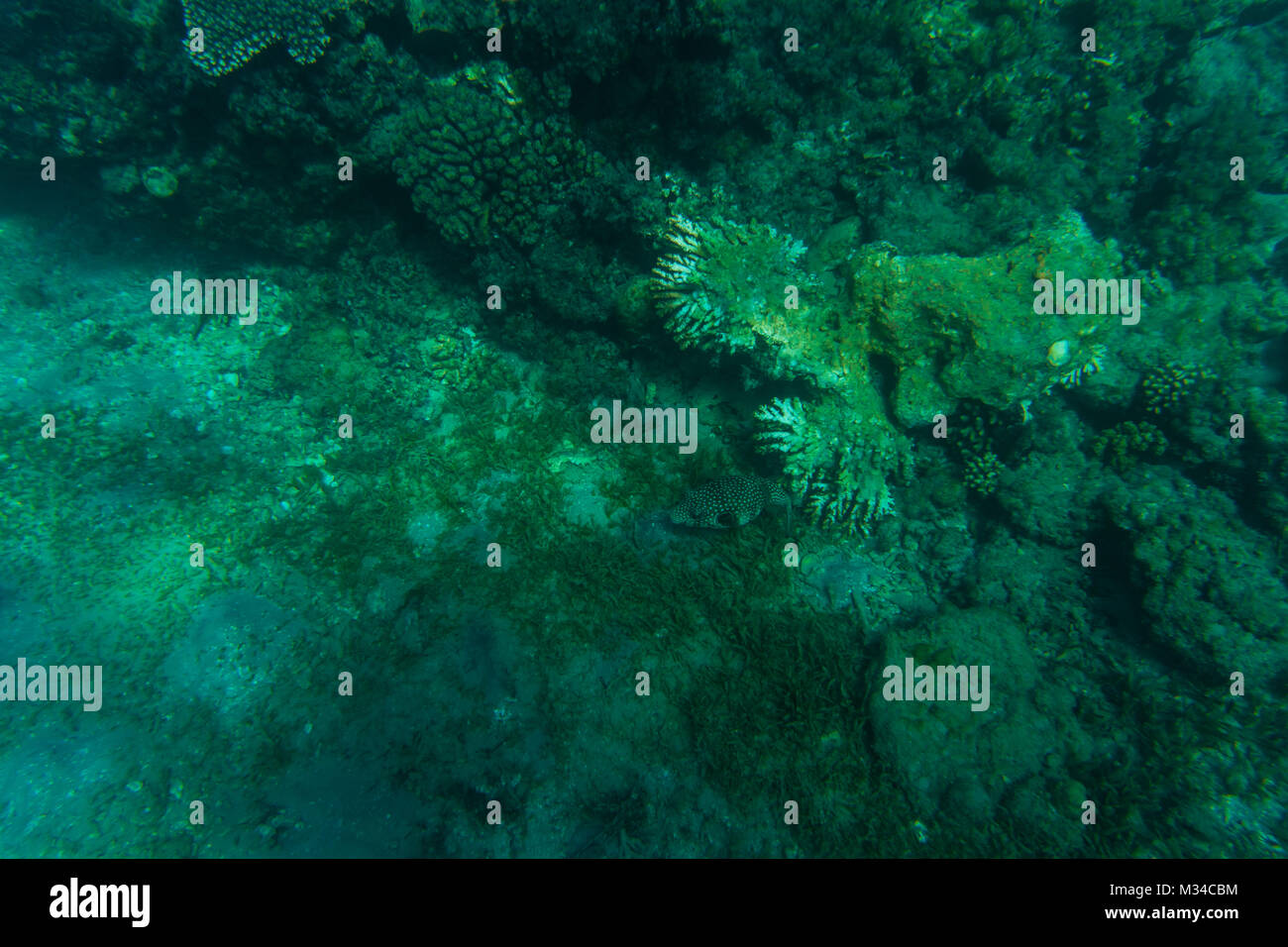 Coral Reef in clear blue water. sea world Stock Photo - Alamy
