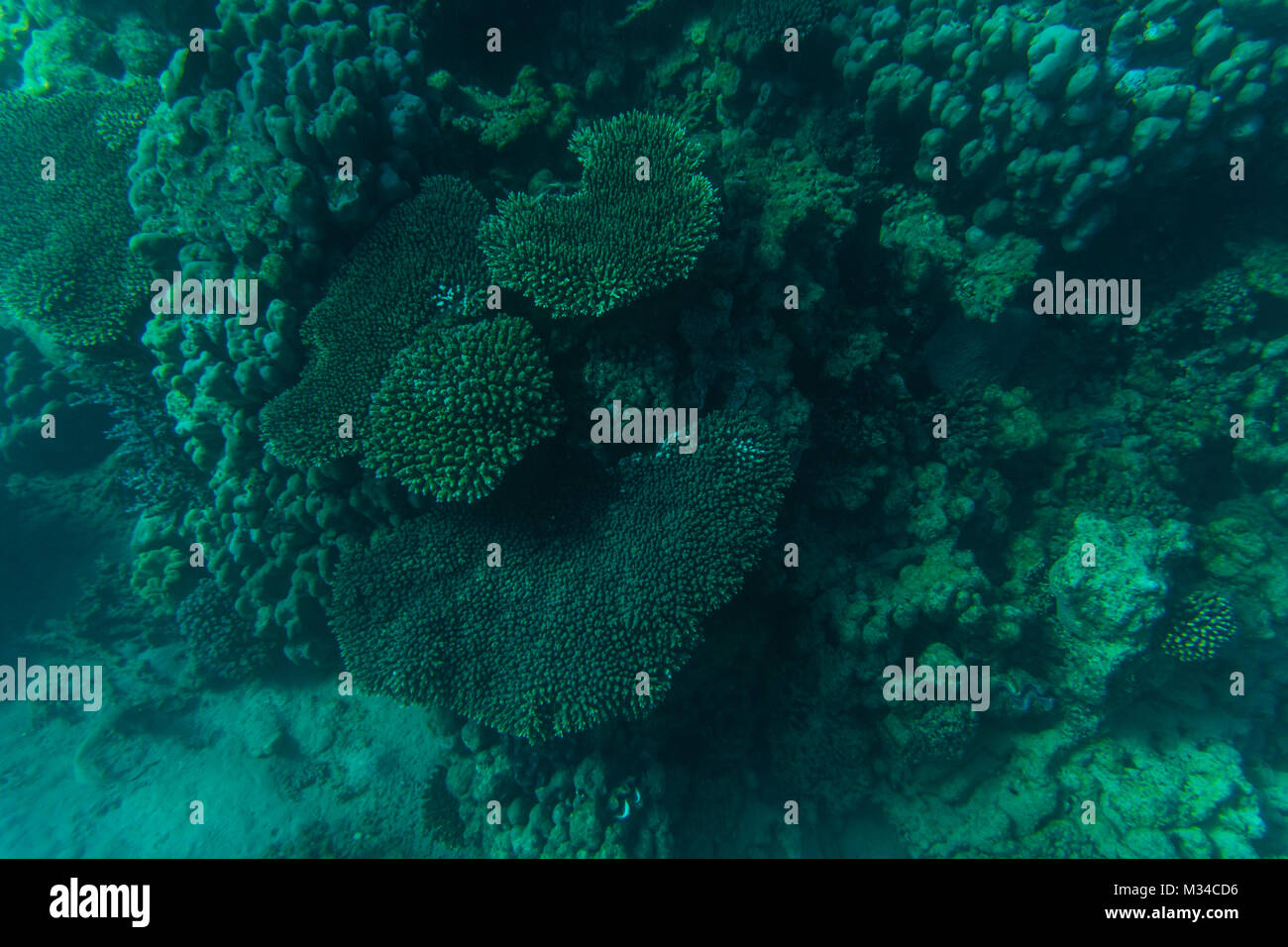 Beautiful seabed background, gorgeous sea bottom through transparent ...