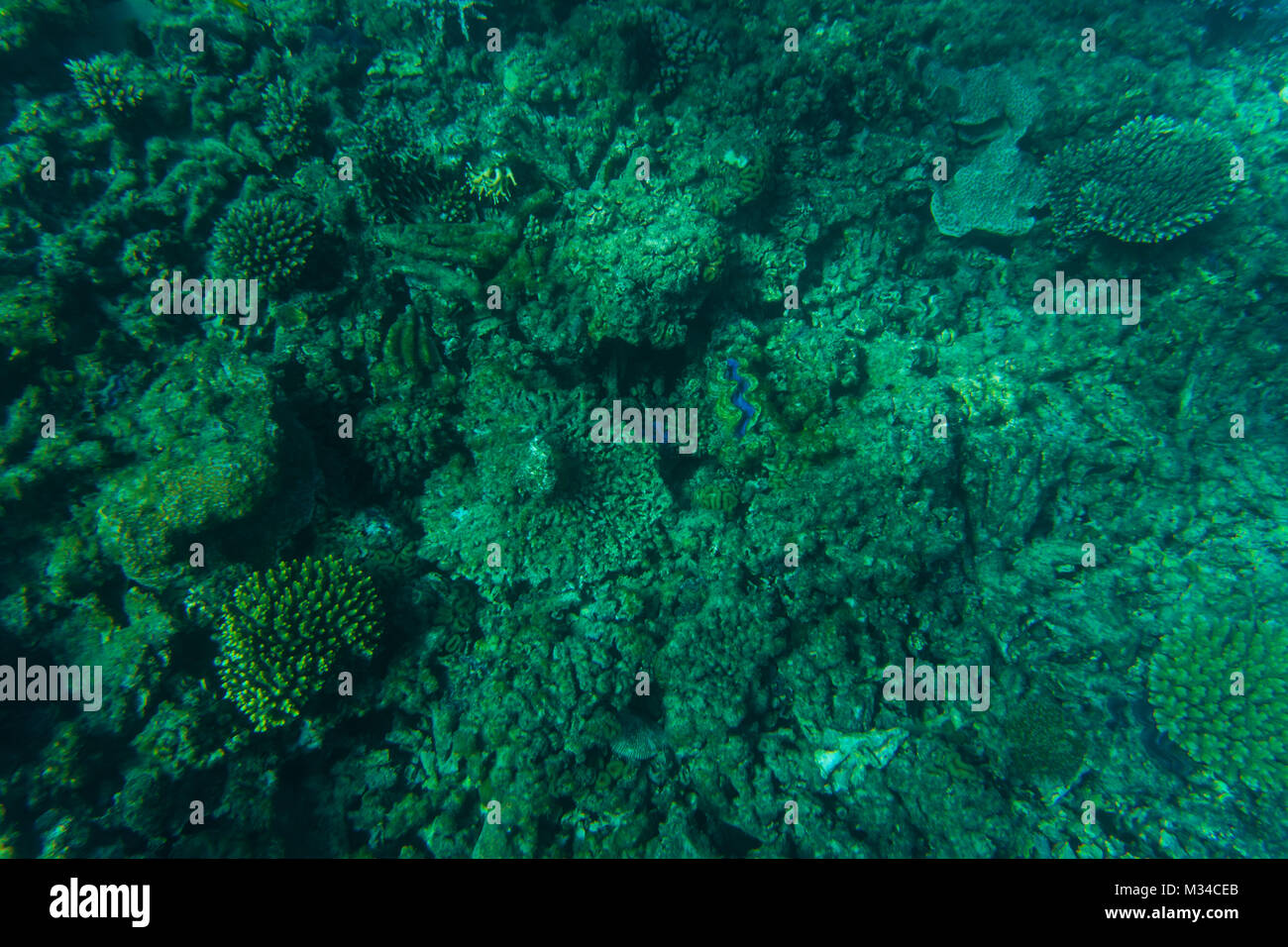 Beautiful seabed background, gorgeous sea bottom through transparent ...