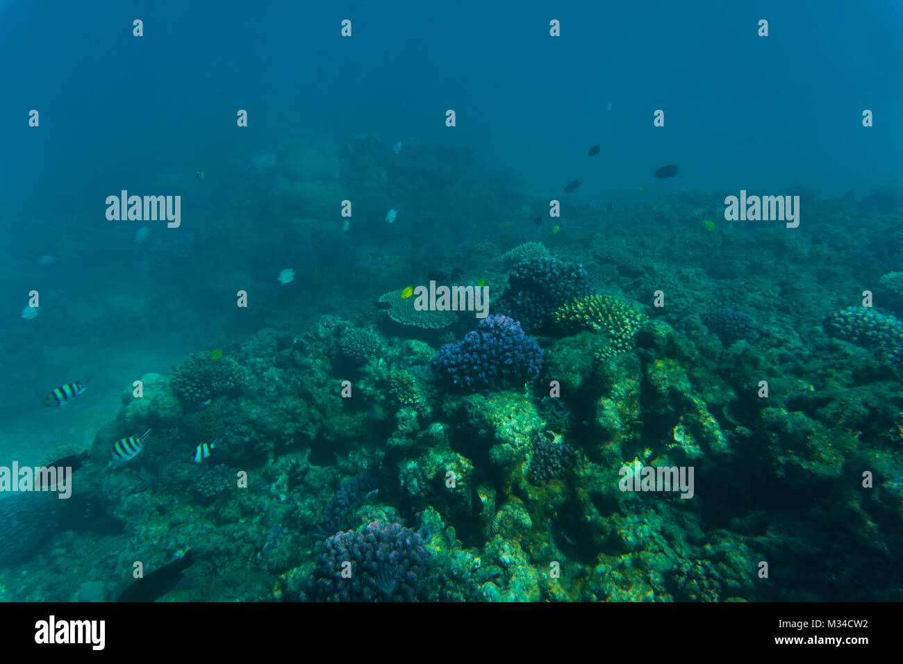 Deep ocean floor hi-res stock photography and images - Alamy