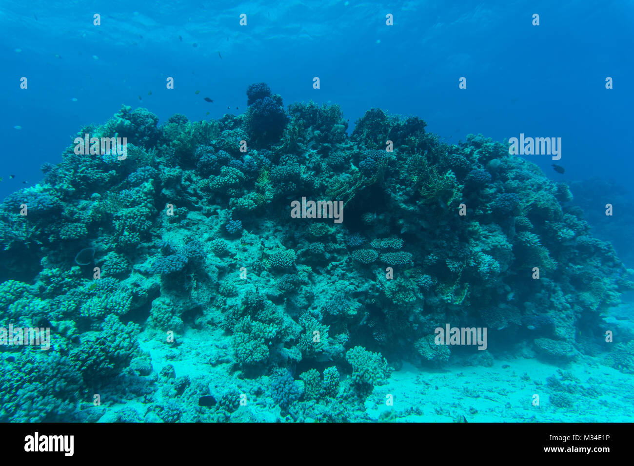 red sea coral reef with hard corals, fishes and sunny sky shining ...
