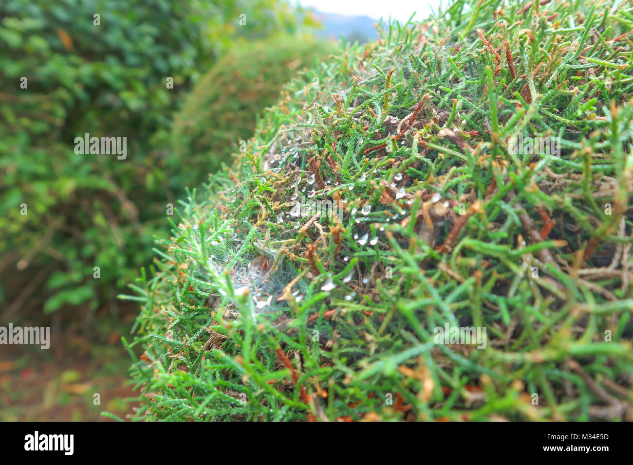 web or cobweb or gossamer on the pine tree Stock Photo - Alamy