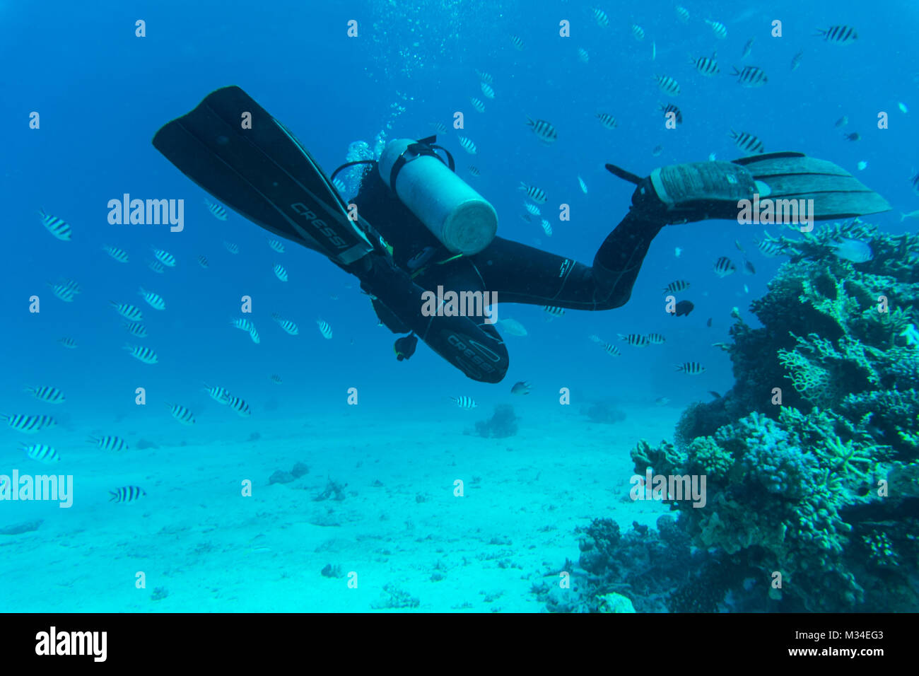 Scuba diving with fish on coral reef Stock Photo - Alamy