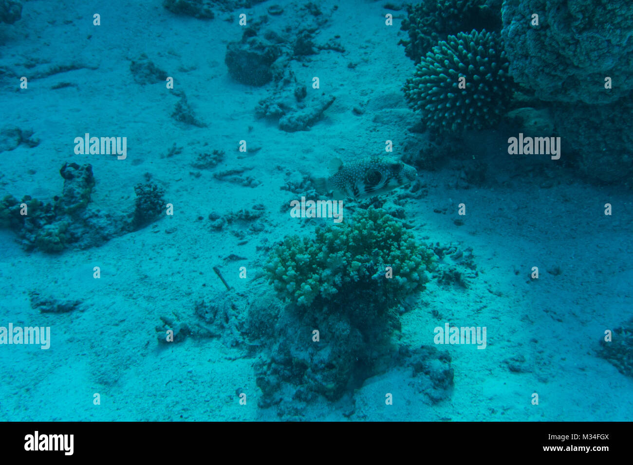 Young coral reef formation on sandy sea bottom. Deep blue sea ...