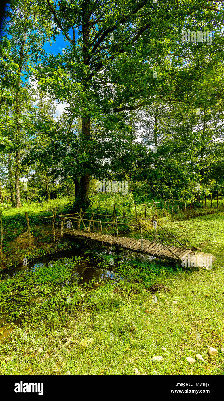 Water splashing on the tree hi-res stock photography and images - Alamy