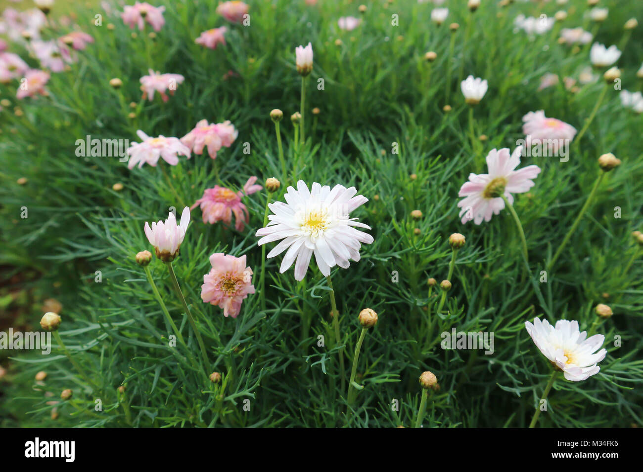 Dendranthema morifolium hi-res stock photography and images - Alamy