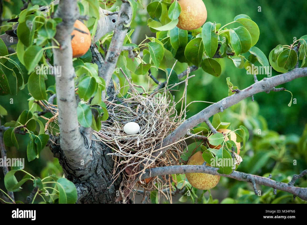 Cardinal Nest High Resolution Stock Photography and Images - Alamy