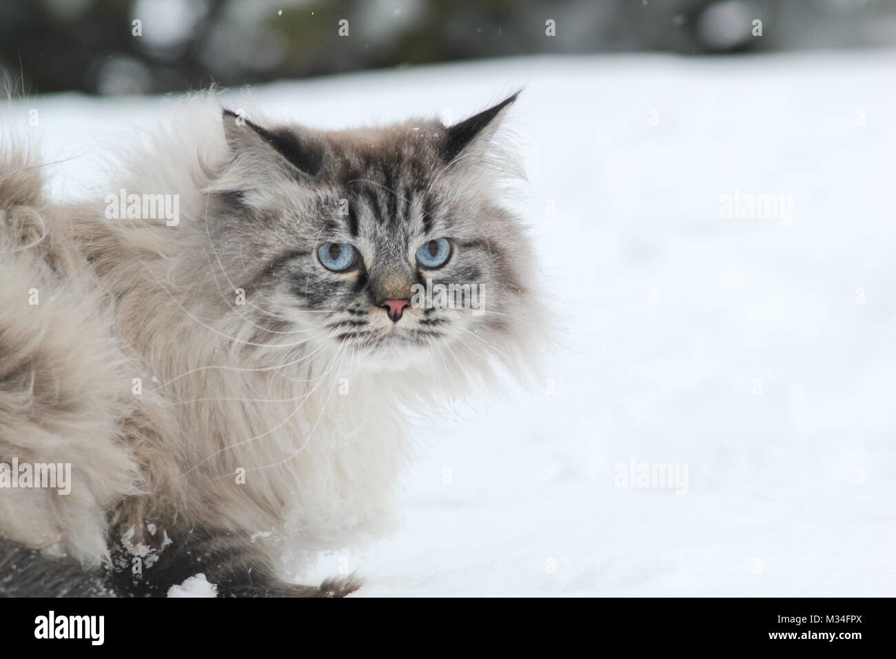 Big furry cat walks in the snow Stock Photo - Alamy
