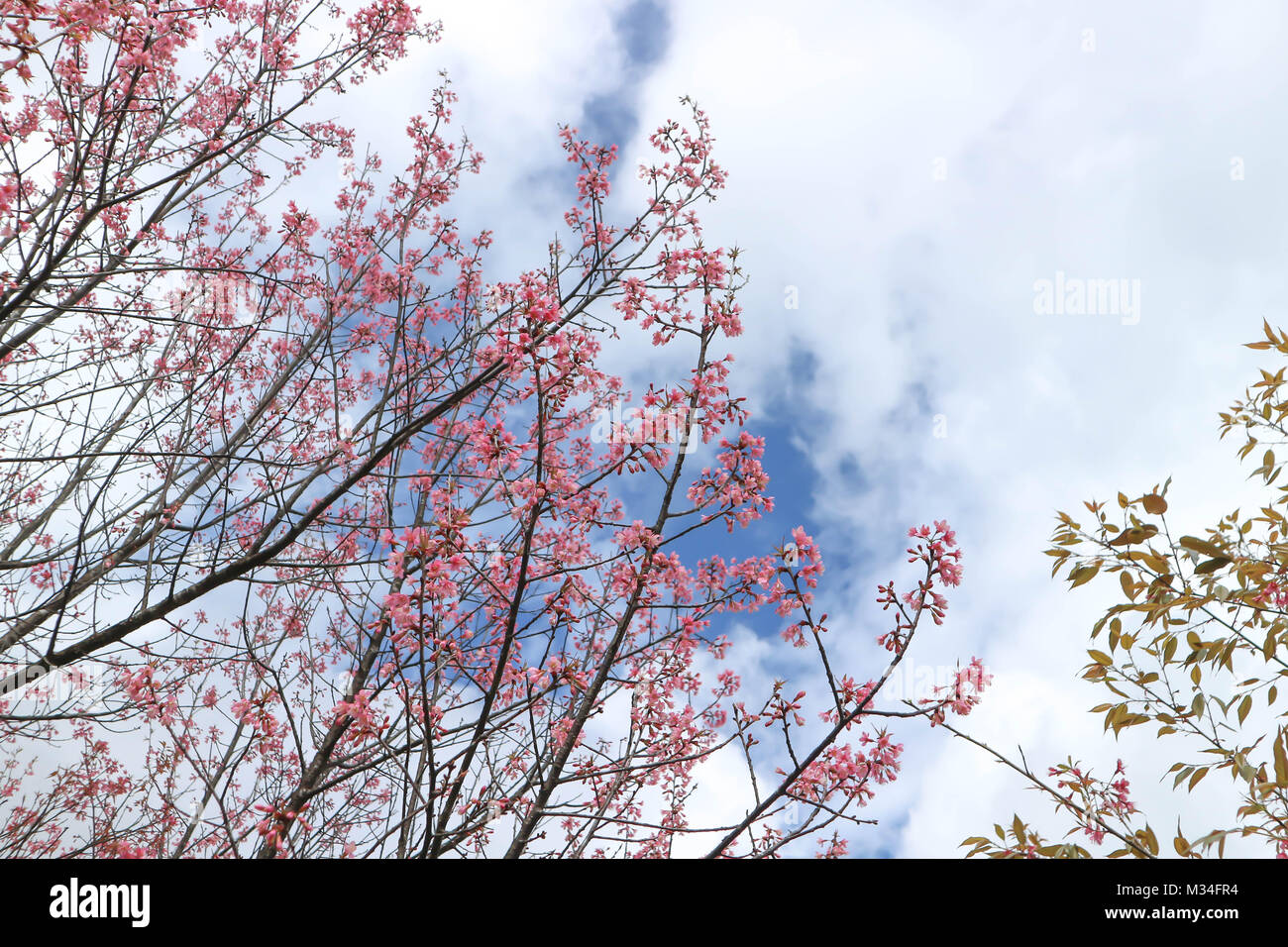 wind himalayan cherry or prunus cerasoides or sakura tree Stock Photo ...
