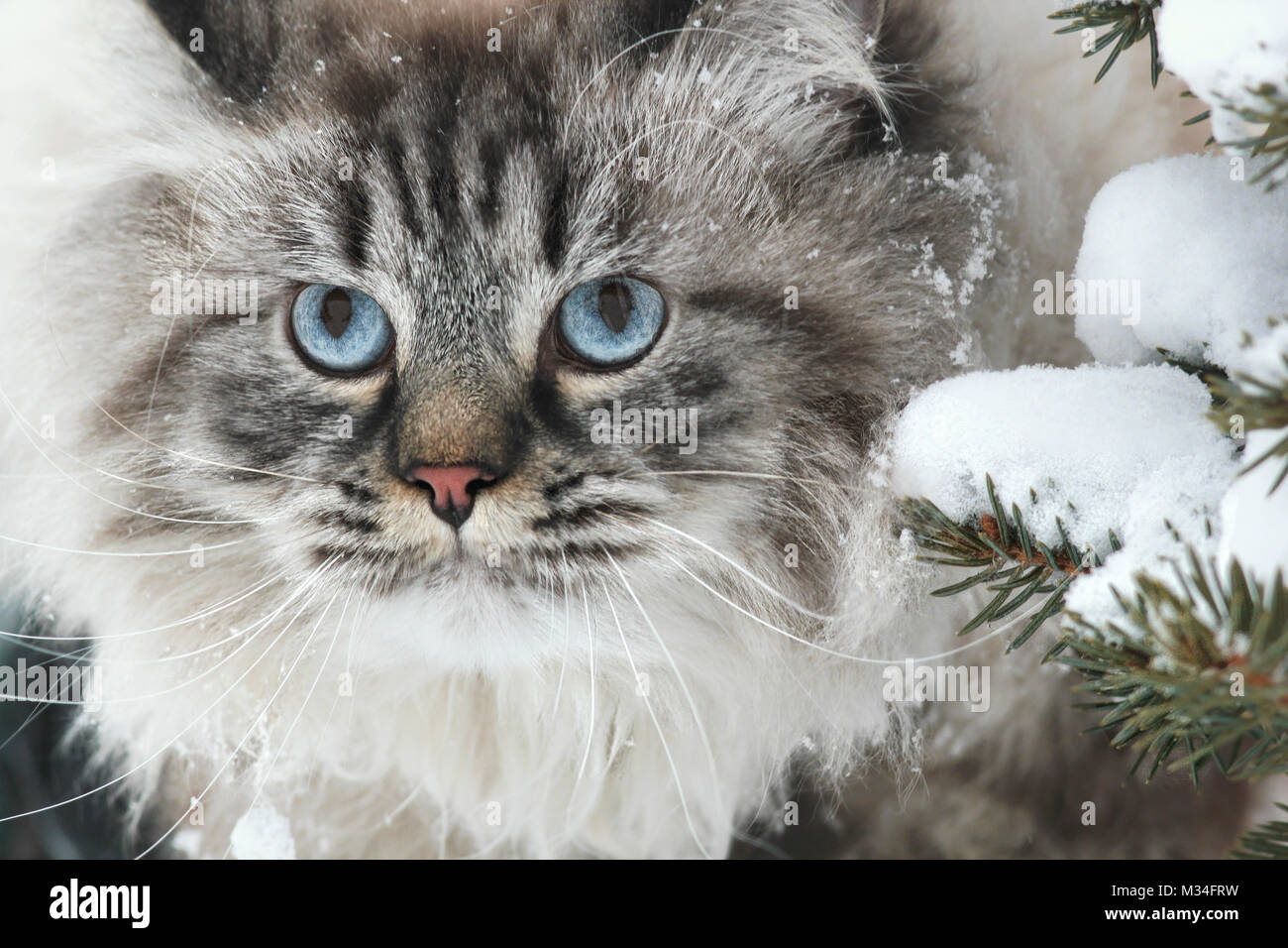 Face of a big furry cat hunts in the snow between the trees in winter ...