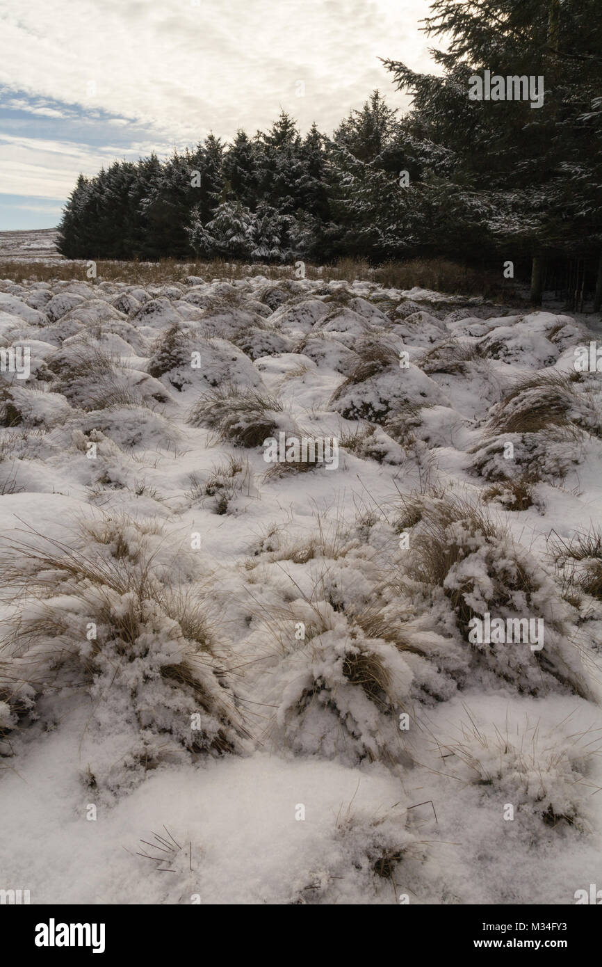 Tussocks of grass under snow Stock Photo - Alamy