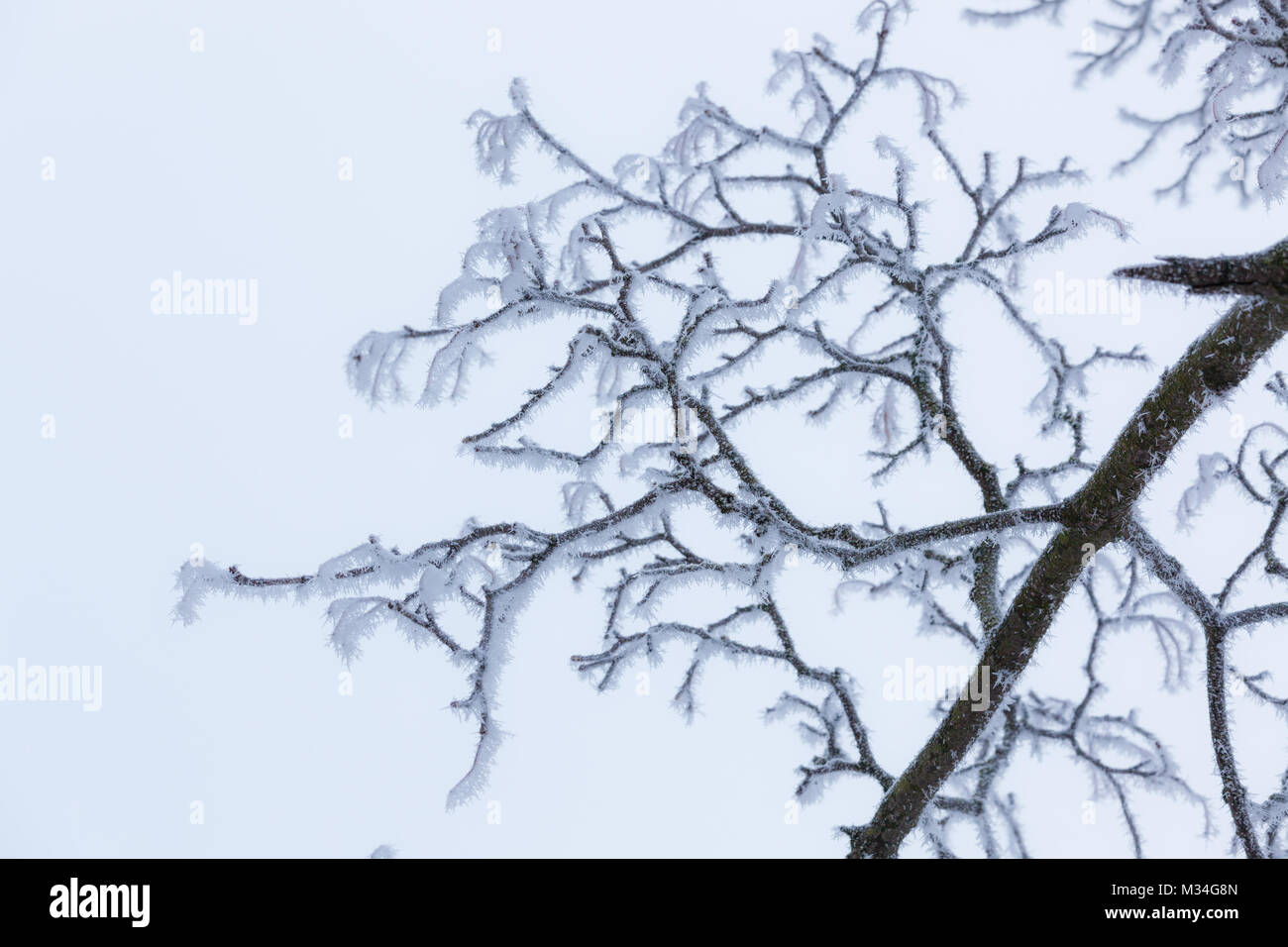 Frozen snow tree hi-res stock photography and images - Alamy