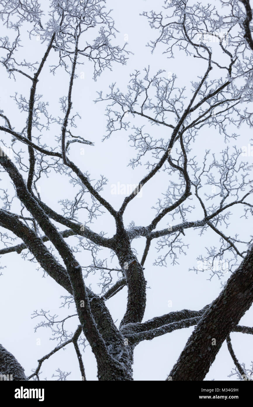 Tree top covered in snow Stock Photo - Alamy