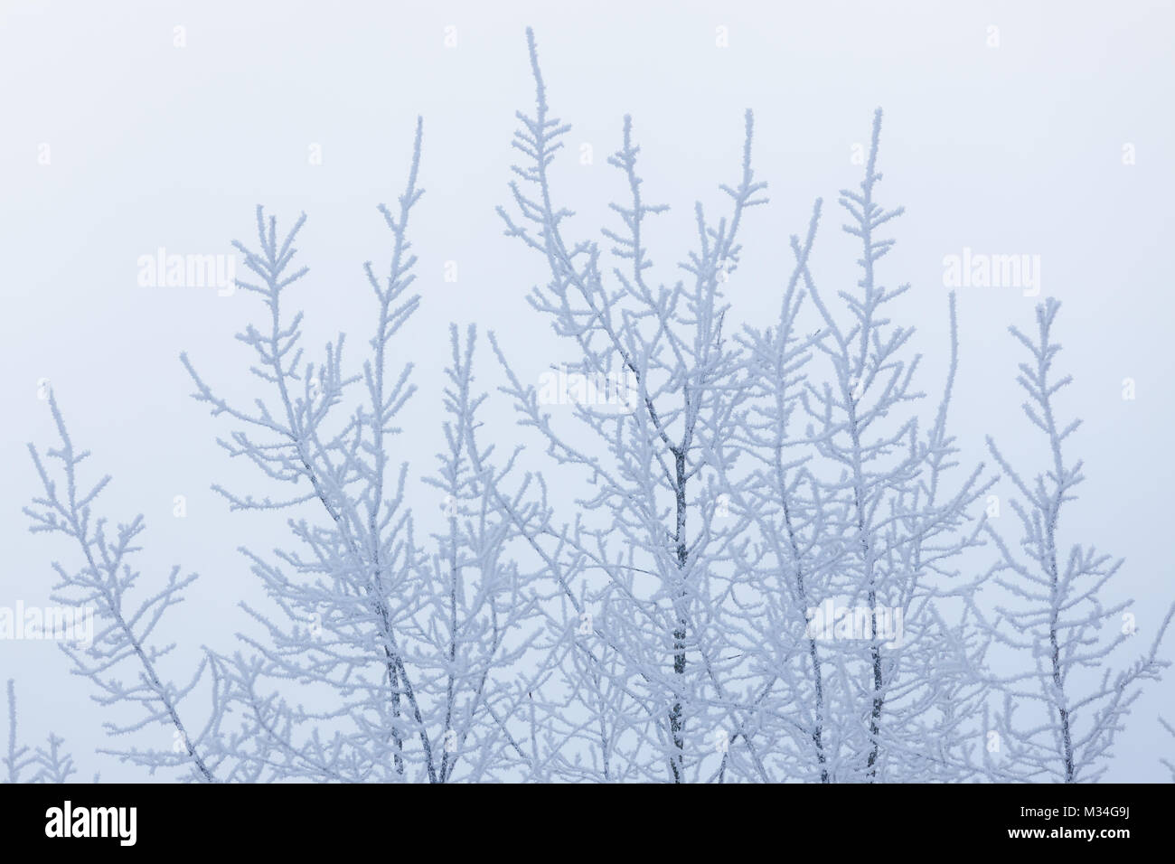 Tree top covered in snow Stock Photo - Alamy