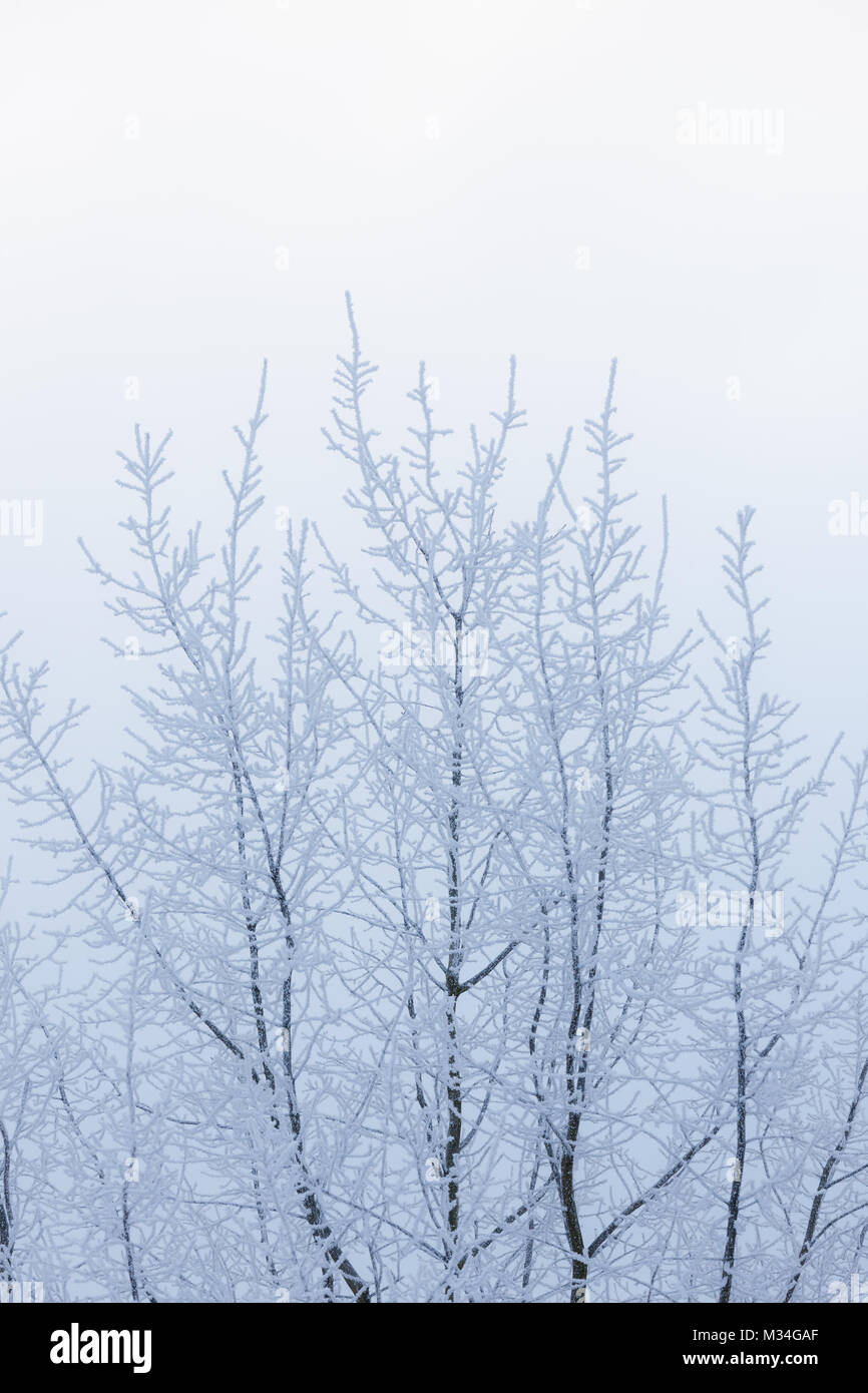 Tree top covered in snow Stock Photo - Alamy