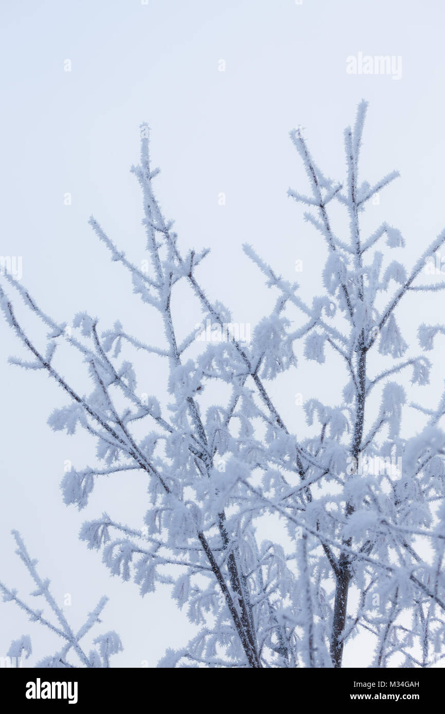 Tree top covered in snow Stock Photo - Alamy