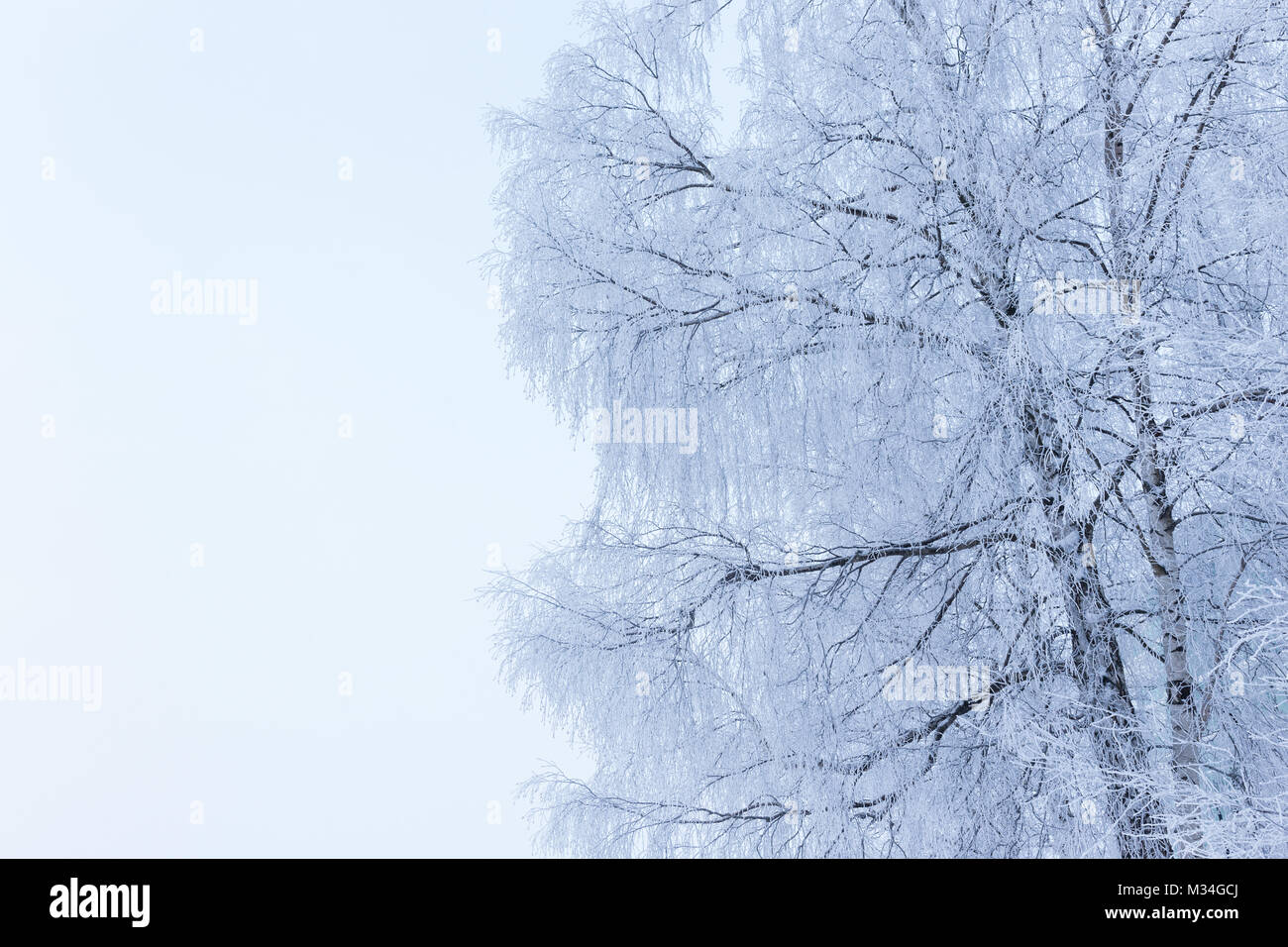 Birch tree covered in snow Stock Photo - Alamy