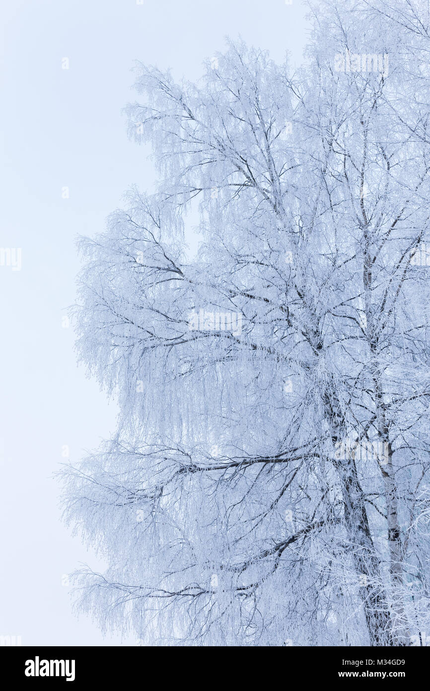 Birch tree covered in snow Stock Photo - Alamy